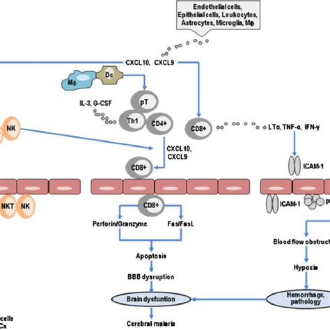 A Model Of Cxcl10 Signaling In Human Airway Epithelial Cells And