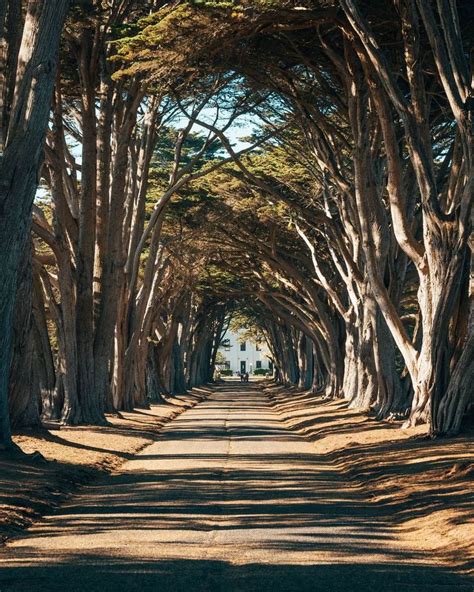 Cypress Tree Tunnel Point Reyes 01 Cypress Tree Tunnel Tree Tunnel