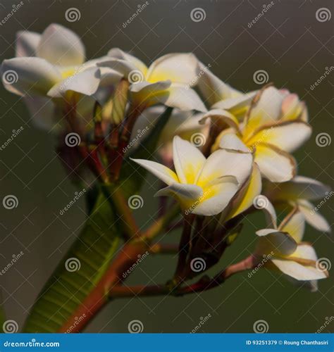 Temple Tree Stock Image Image Of Fragrant Romantic
