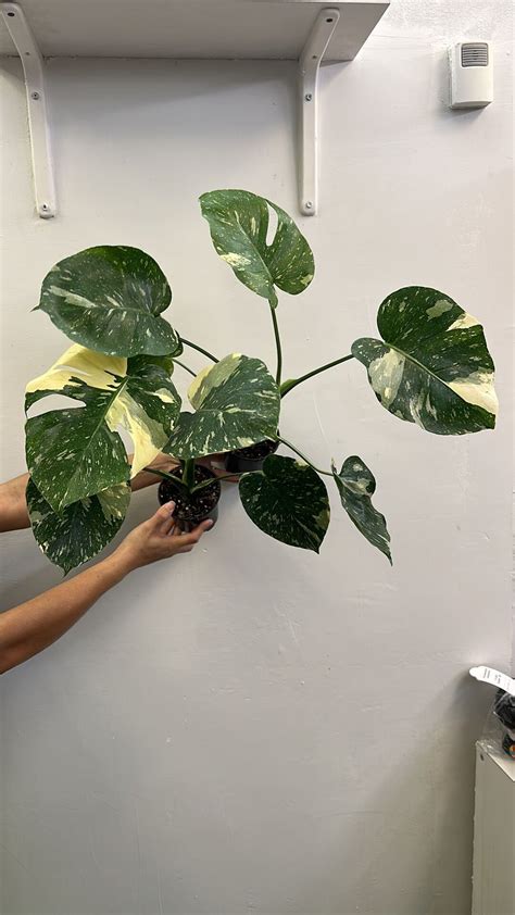 Monstera Thai Constellation 4 - Etsy