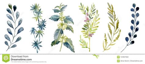 Aquarelle Réglée Avec La Feuille De Forêt Illustration De Dessin De