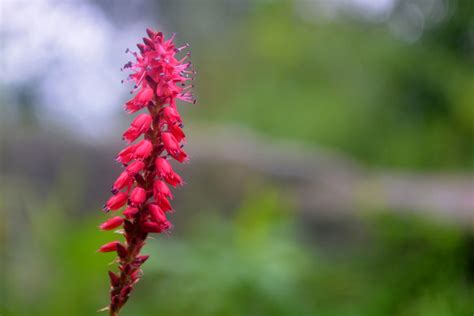 Things To Do In Dharamshala Read About Things To Do In Mcleod Ganj