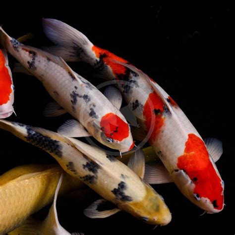 Pond Fish Koi Standard Elite Cyprinus Rubrofuscus Var Koi