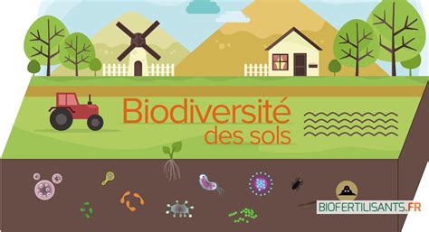 Biodiversité des sols tout savoir sur son intérêt pour l