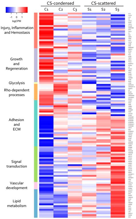 Heat Map Illustrating Differential Gene Expression Between The Cells Of
