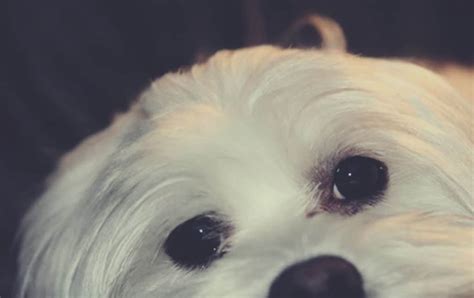 Grooming Archives The Morkie Guide