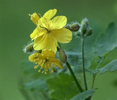 Chelidonium Majus Изображение особи Плантариум