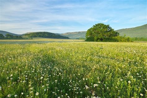 Premium Photo | Green meadow in mountain and camomile flowers