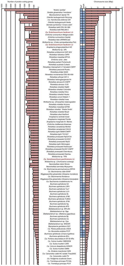 A Set Of Symbionts And Pathogens That Live Intracellularly Andor Show Download Scientific