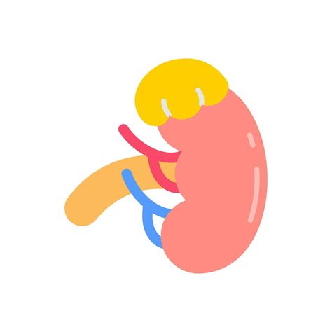 Adrenal Gland Icon In Vector Illustration 27397488 Vector Art At Vecteezy