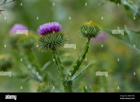 A Scottish Thistle Onopordum Acanthium Growing On Thames Estuary