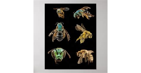 Bee Magnified Pictures Photos Bugs Insects Bees Poster Zazzle