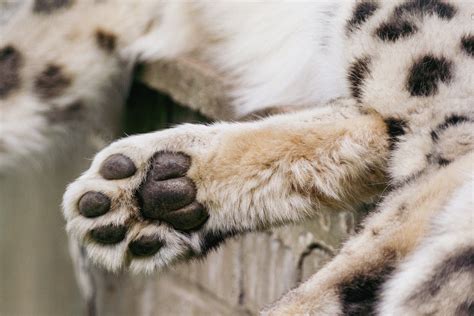 Patas De Leopardo De Las Nieves Stock De Foto Gratis Public Domain