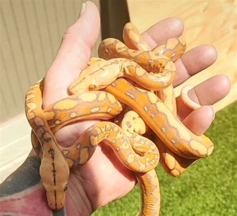 Purple Sunfire Hogs Reticulated Python By Revered Retics