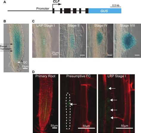 clf spatial expression patterns in roots a schematic drawings of