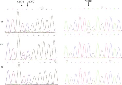 Sequencing Chromatograms Of Snps Of Exon2 C105t Exon2 G106c And
