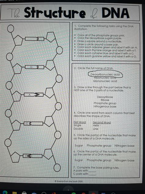 Dna Molecule Labeled Deoxyribose
