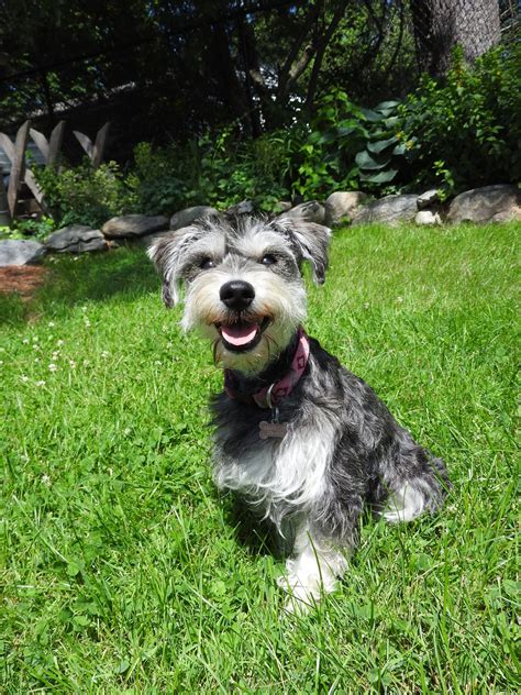 Standard Schnauzer Mix