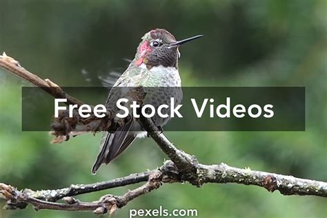Ruby Crown Videos Download The Best Free 4k Stock Video Footage And Ruby Crown Hd Video Clips