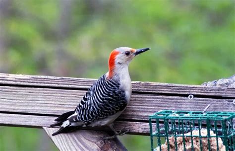 Woodpeckers In Texas 16 Species Near The Gulf Coast