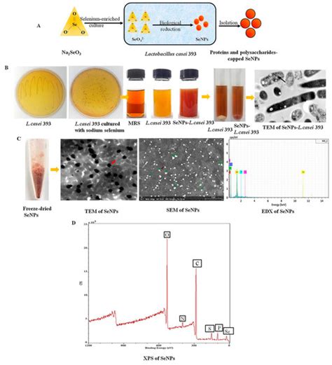 The Developments Of Surface Functionalized Selenium Nanoparticles And
