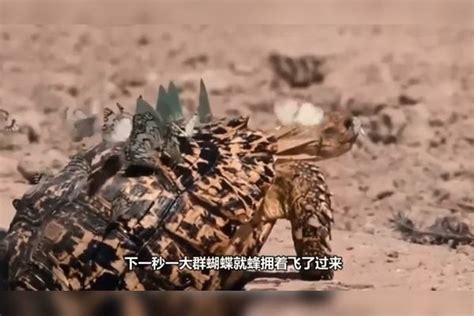 遇到这种蝴蝶千万不要靠近否则后果难以想象