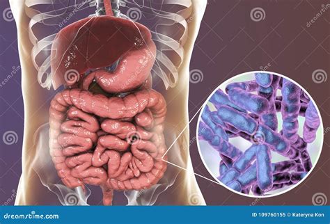 Flora Normal Del Intestino Grueso Bacterias Bidifobacterium Stock De