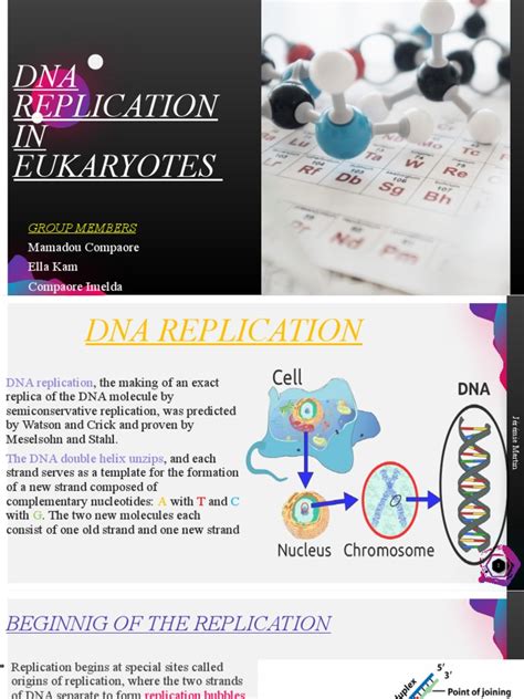 Dna Replication In Eukaryotes Explained Pdf Dna Replication Dna