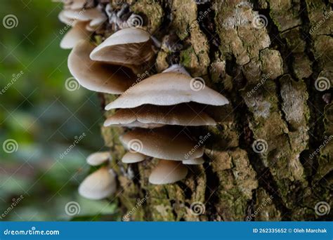 The Pale Oyster Pleurotus Pulmonarius Is An Edible Mushroom Stacked