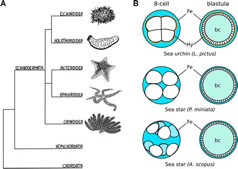 Frontiers Live Imaging Of Echinoderm Embryos To Illuminate Evo Devo