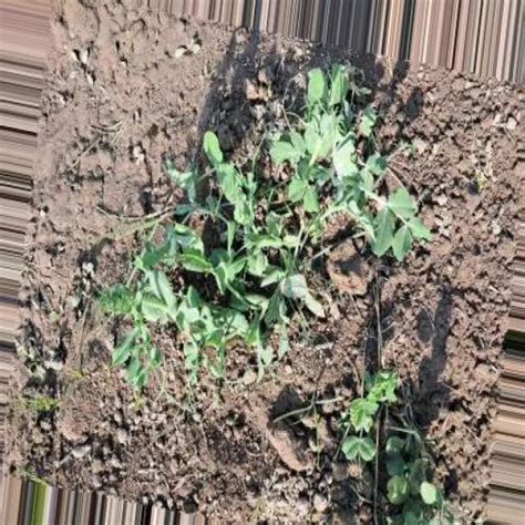 Test Instance Segmentation Dataset By Cropweed