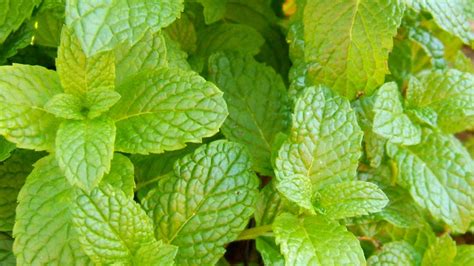 Peppermint Vs Spearmint Plant Plant Ideas