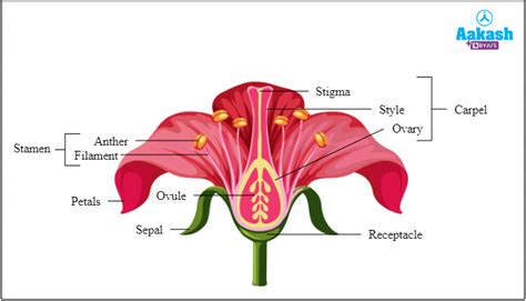 The Flower Androecium Gynoecium And Classification Of Flowers