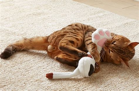 猫が大好きなおもちゃ「けりぐるみ」って何？ にゃんペディア