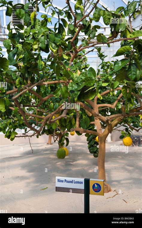 Fruit Trees Home Gardening Apple Cherry Pear Plum Hydroponic