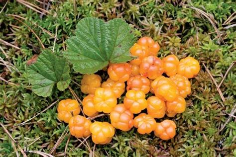 Cloudberry Plant Britannica