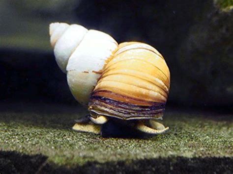 Aquatic Arts 10 Japanese Trapdoor Snails Pond Snailfreshwater
