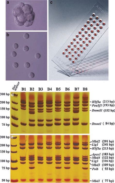 Overview Of Single Cell Expression Analysis With AmpliGrid Technology Download Scientific