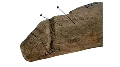 Arkeolog Temukan Benda Diduga Sex Toy Era Romawi Usianya 2 000 Tahun Global