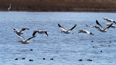 Seeing The White Of The American White Pelican In Siouxland Browns