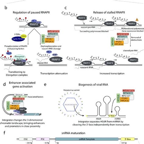 Structure Of The Integrator Pp2a Complex A Sequence Bar Download Scientific Diagram