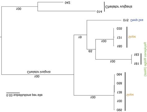 maximum likelihood tree for the concatenated gene alignment 2261 bp