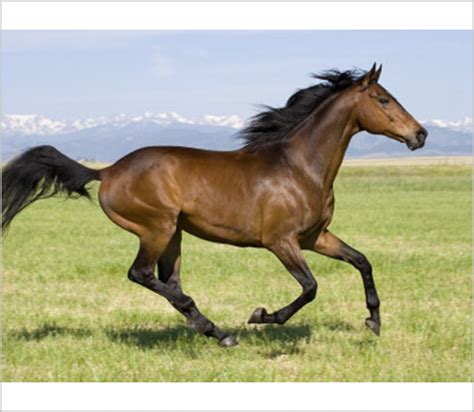 더러브렛서러브레드 Thoroughbred 말의종류 네이버 블로그