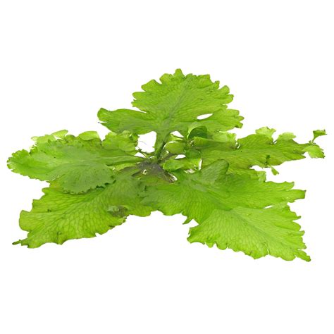 Ceratopteris Pteridoides Aquasabi Aquascaping Shop