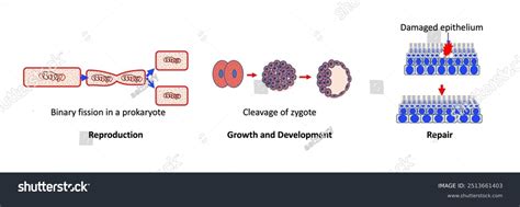 Mitoses Very Important Activity Many Body Stock Illustration 2513661403