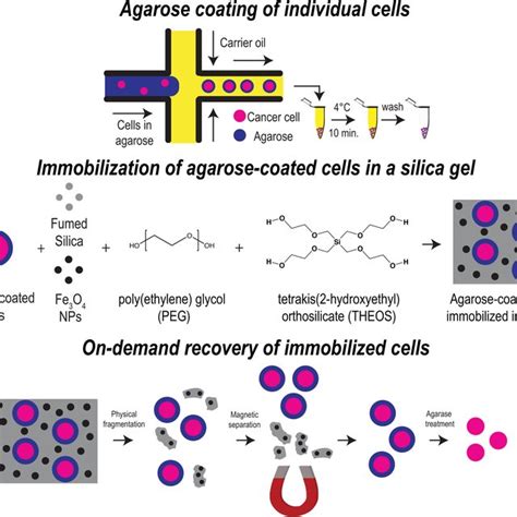 Pre‐coating Of Cells With Agarose Enables Efficient Extraction A