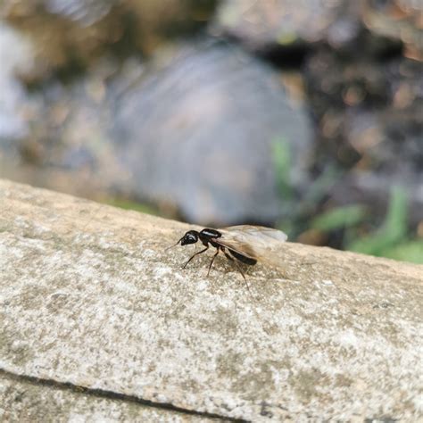 Camponotus friedae from 江苏省镇江市句容市宝华镇杨柳泉路宝华山国家森林公园 on April 15 2023 at
