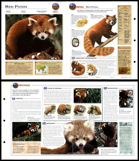 Red Panda 122 Mammals Wildlife Explorer Fold Out Card