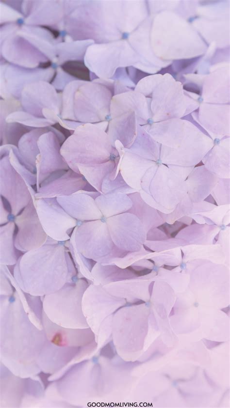 Purple Iphone Wallpaper