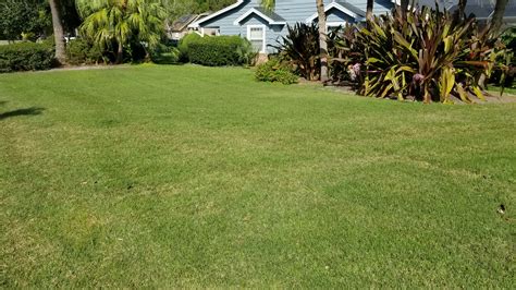 Zoysia Grass Cut Down Quality First Lawn And Shrub Care Inc